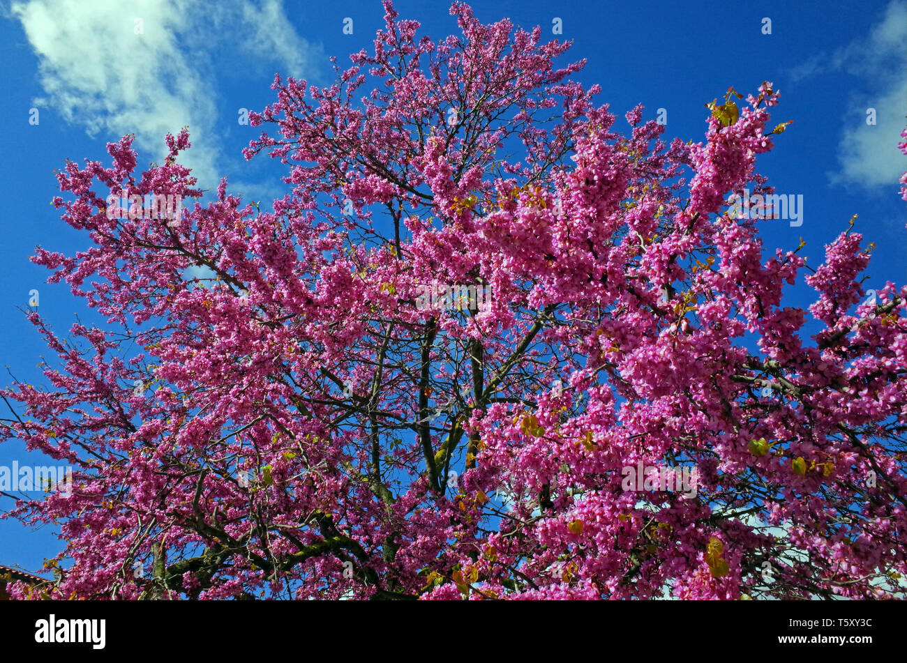 Flowering judas tree hi-res stock photography and images - Alamy