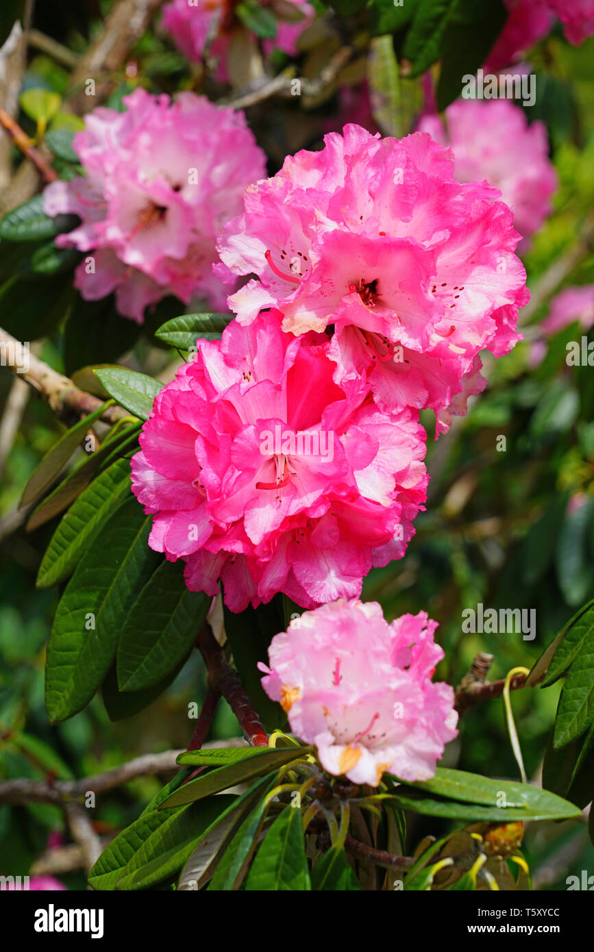 Pink rhododendron flowers growing on a shrub in the spring Stock Photo ...