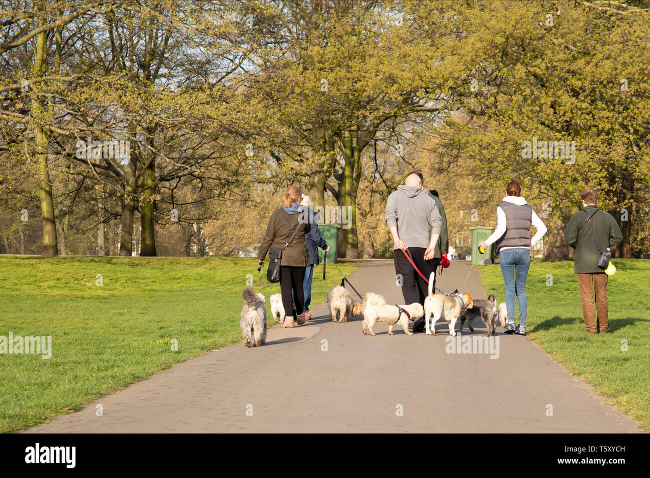 Happy group of people walking with dogs in the park Stock Photo - Alamy