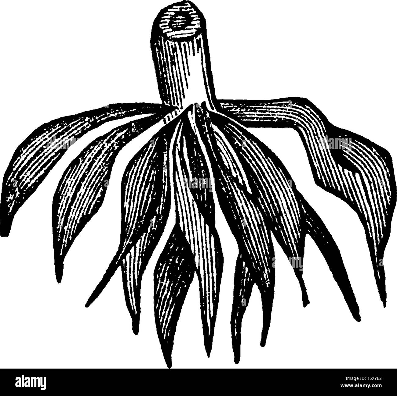 Fasciculated roots hi-res stock photography and images - Alamy