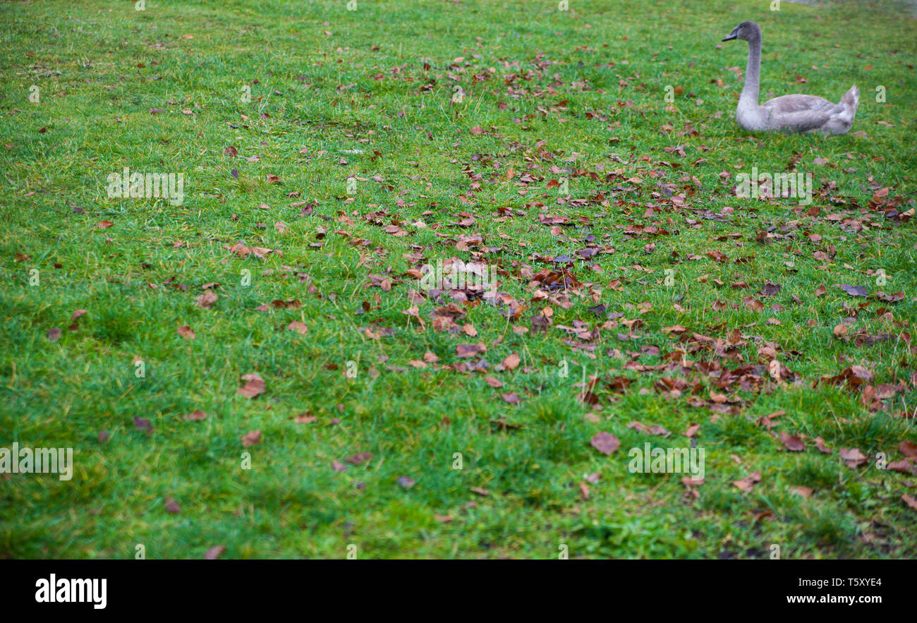 One grey swan laying on a grass Stock Photo - Alamy