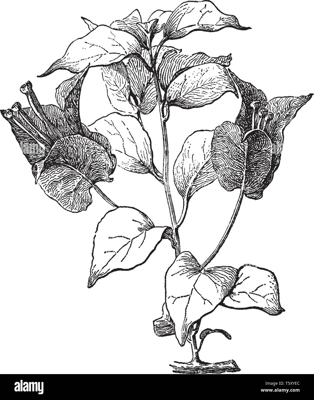 Bougainvillea Stock Vector Images - Alamy