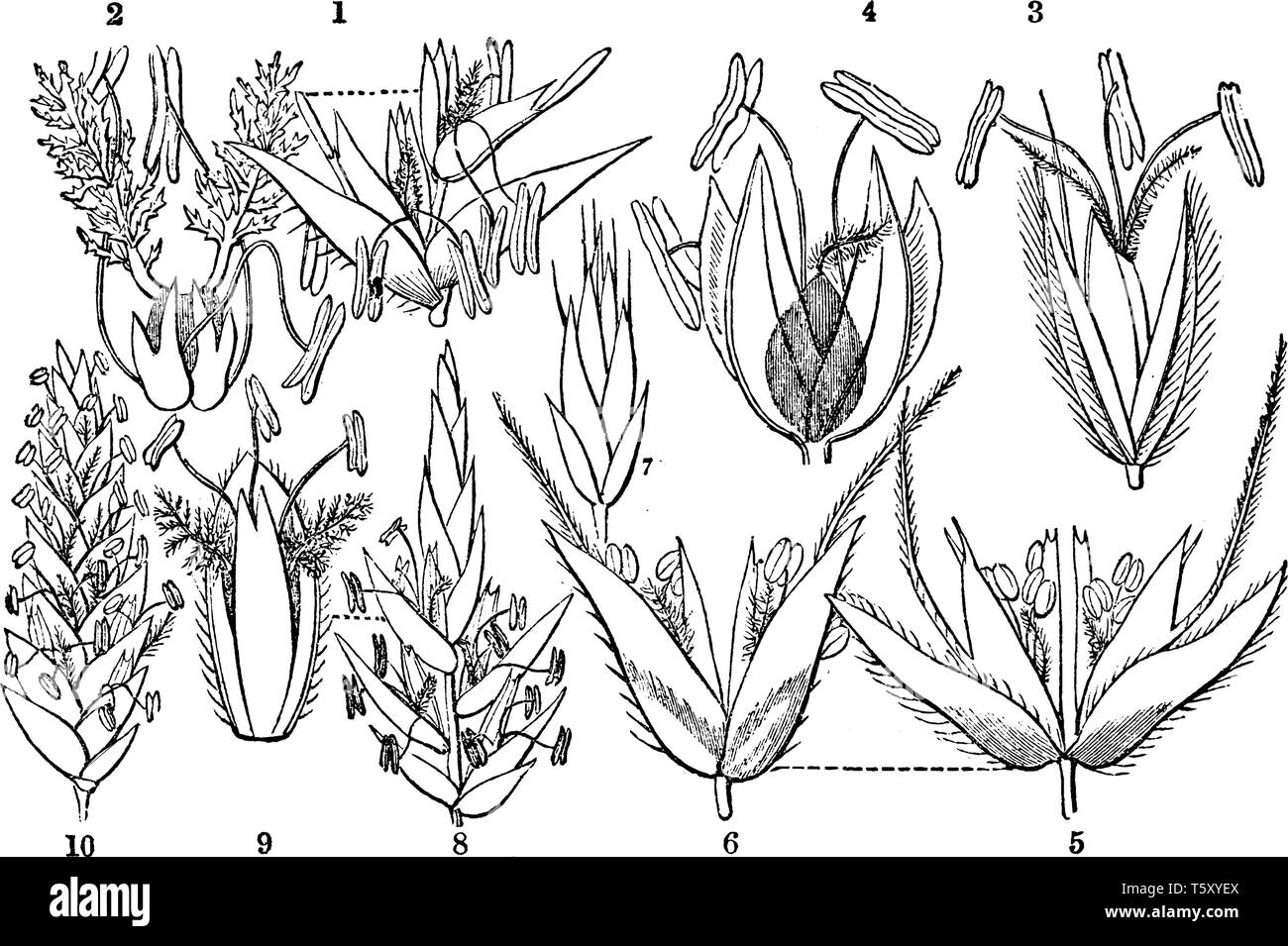 Here some parts of flowers are showing, the anther attach oval by ...
