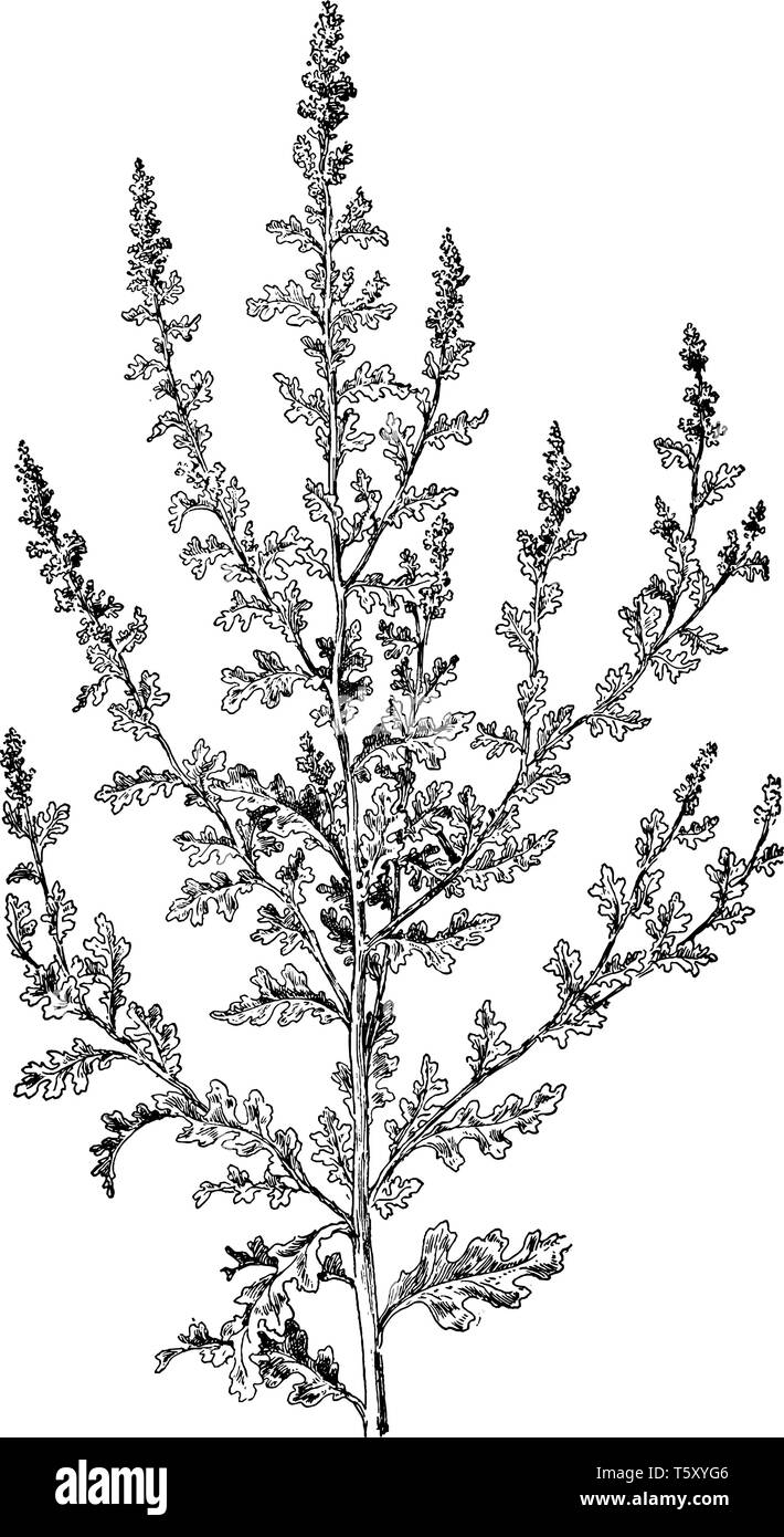 Beech city Stock Vector Images - Alamy