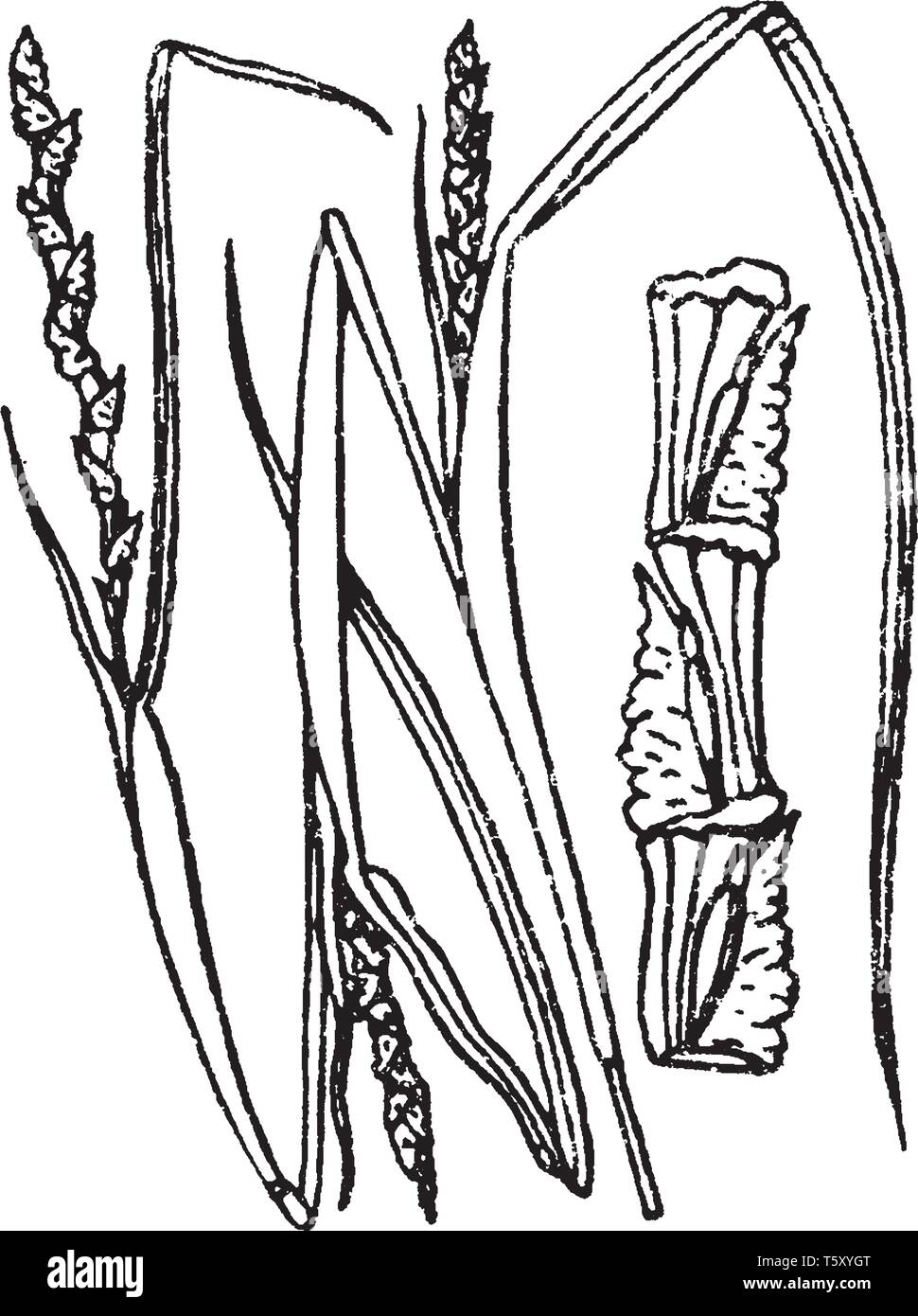 Native tamil nadu Stock Vector Images - Alamy