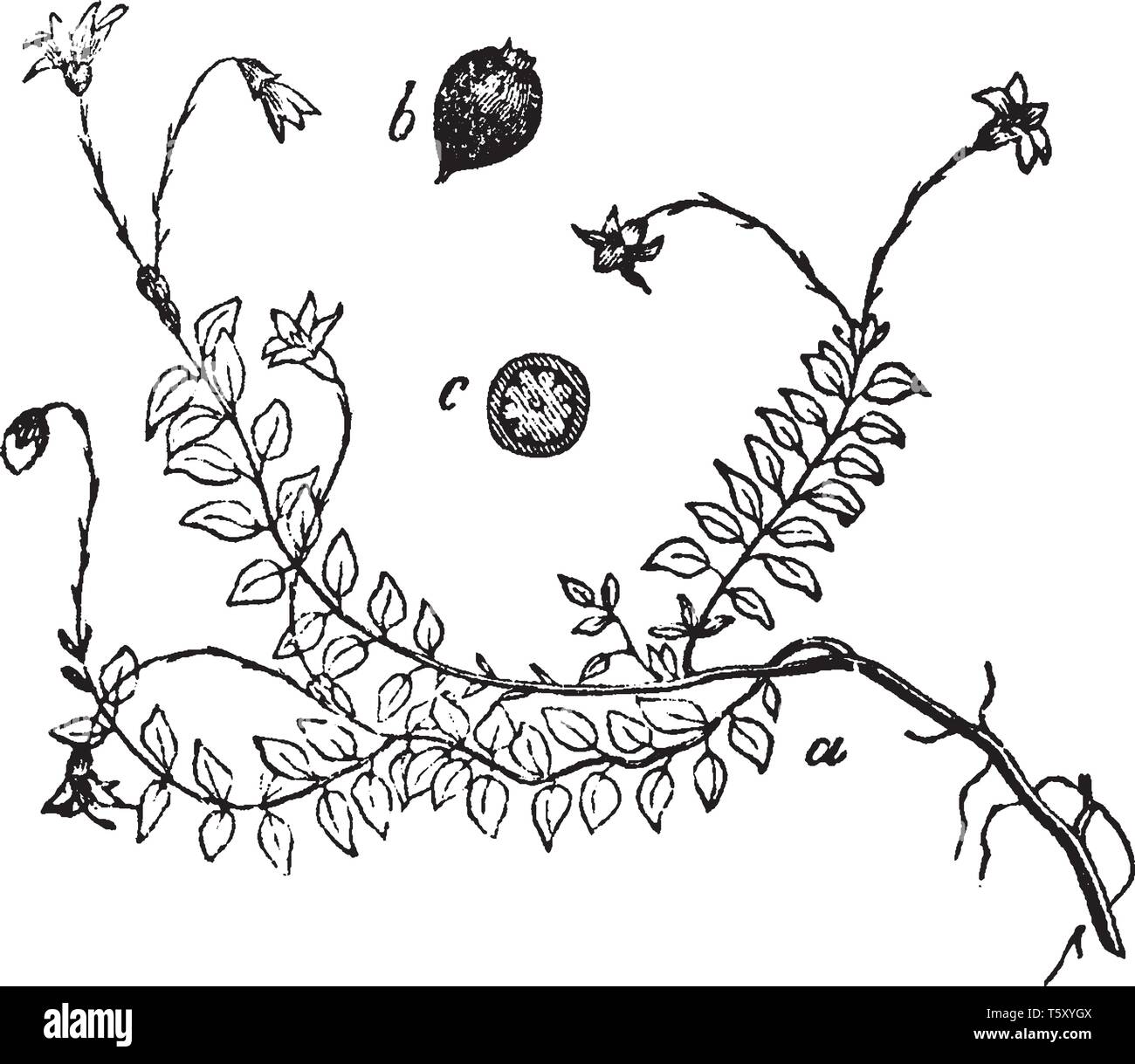 Parallel flowers Cut Out Stock Images & Pictures - Alamy