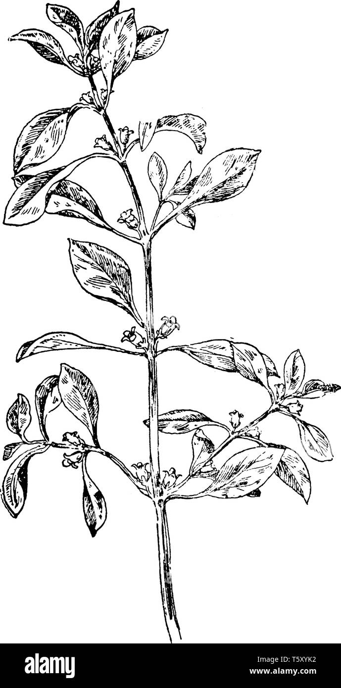 Second plant Black and White Stock Photos & Images - Alamy