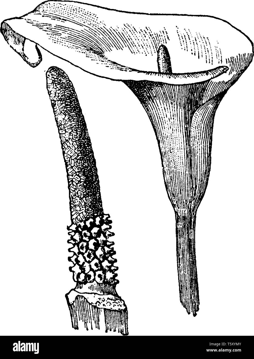 Calla lily vector vectors Black and White Stock Photos & Images - Alamy