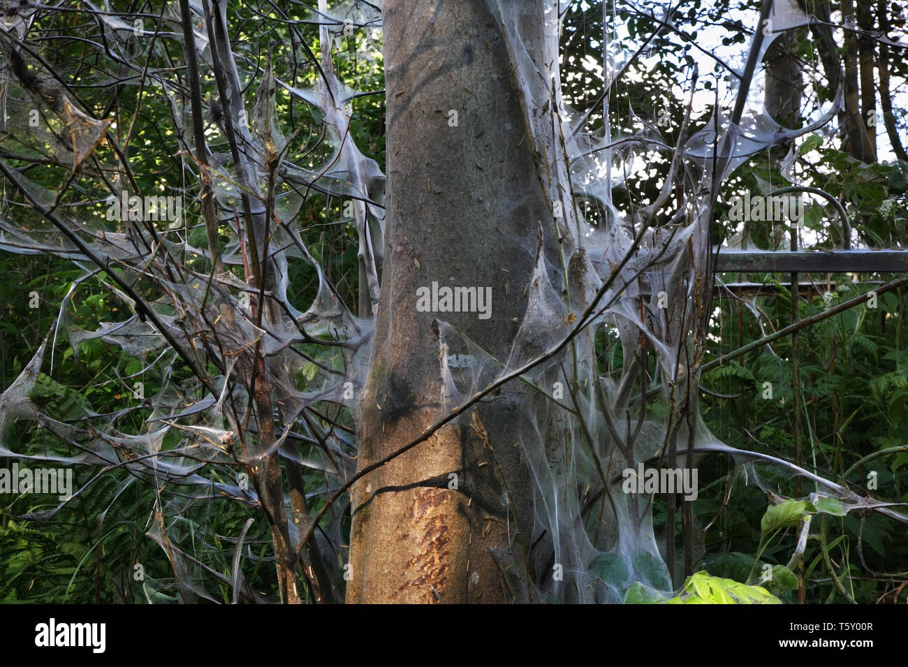 Tree web hi-res stock photography and images - Alamy