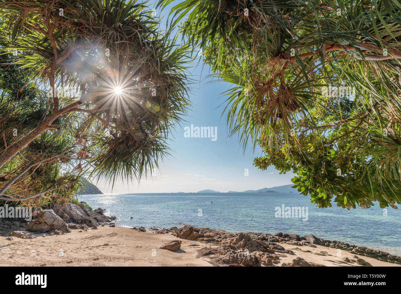 Arch tree with sunlight on the beach with tropical sea at sunny Stock ...
