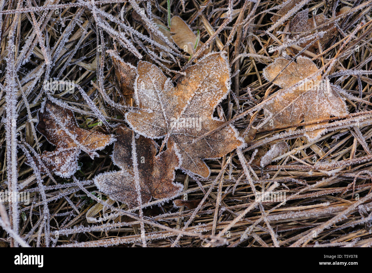 Macro image of a group of frozen maple leafs in withered grass covered ...