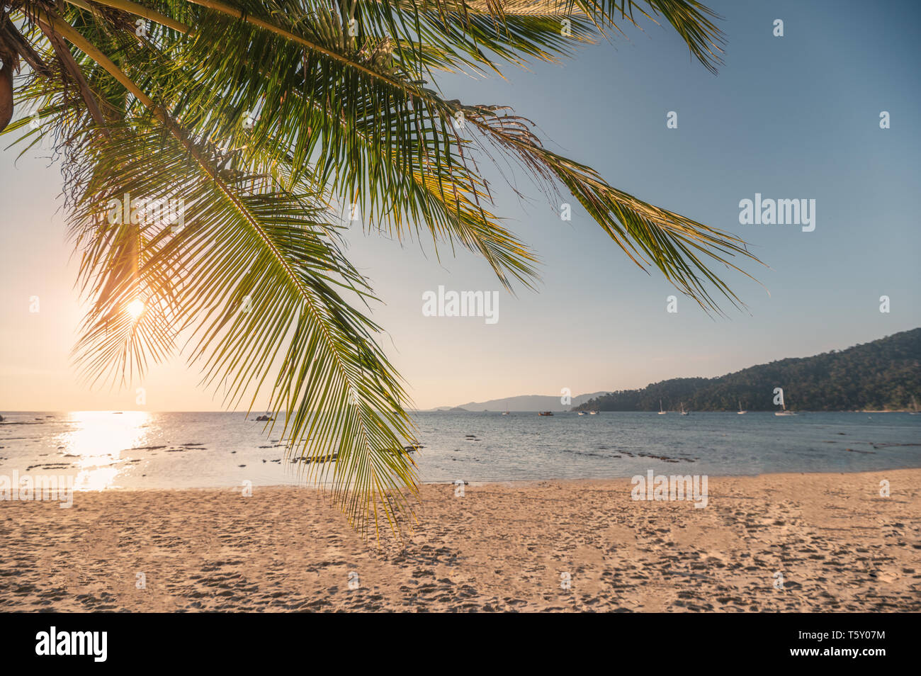Coconut tree on the beach in tropical sea at sunset Stock Photo - Alamy