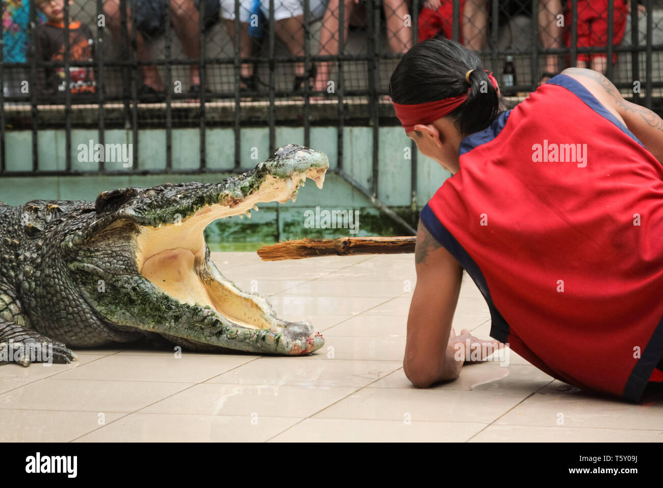 PHUKET, THAILAND - DECEMBER 11, 2010: Crocodile show in Phuket island ...