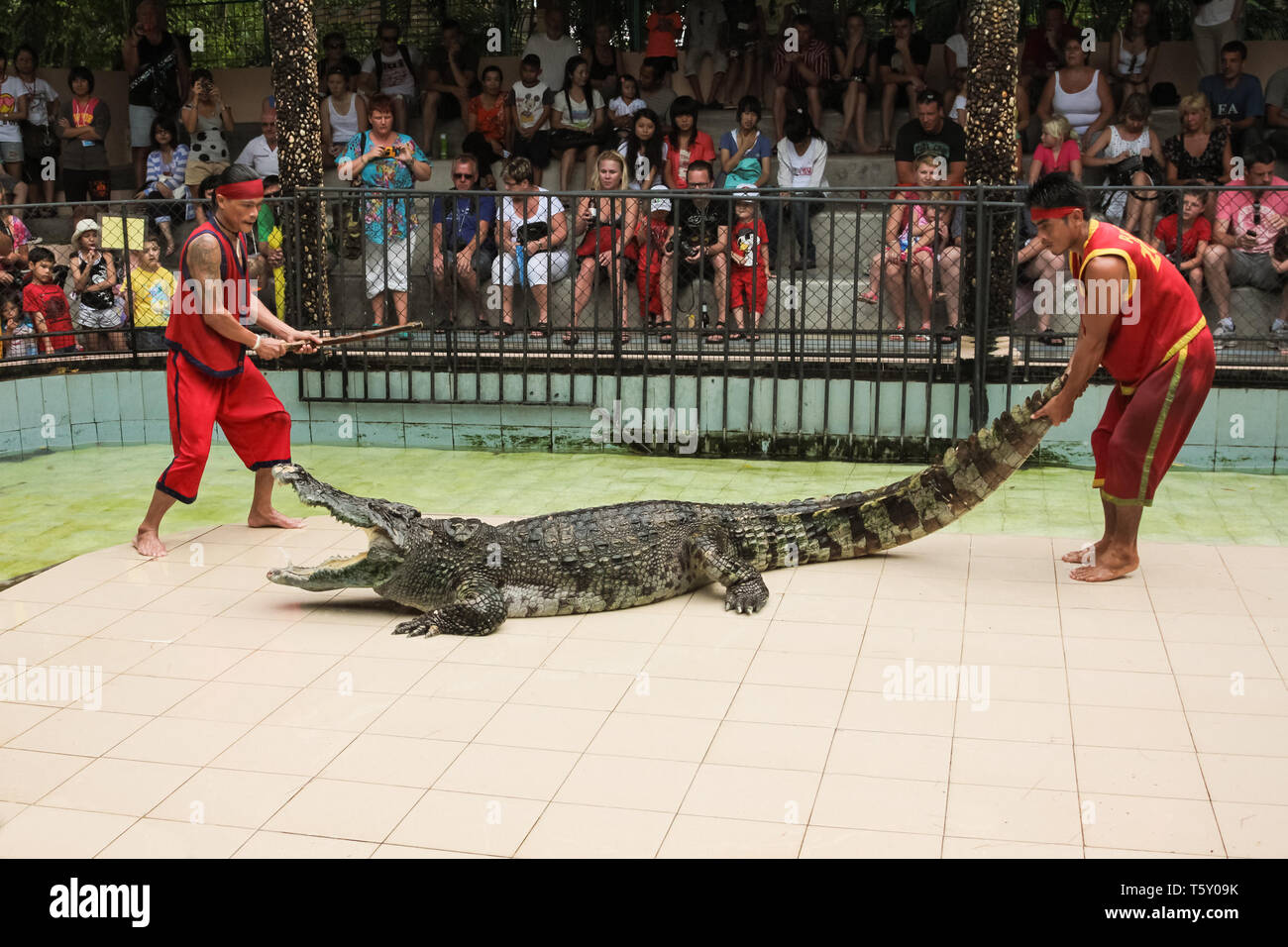 PHUKET, THAILAND - DECEMBER 11, 2010: Crocodile show in Phuket island ...