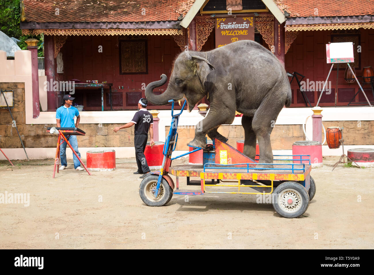 PHUKET, THAILAND - DECEMBER 11, 2010: Elephant show in Phuket island ...