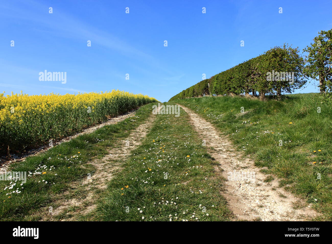 English crops hi-res stock photography and images - Alamy