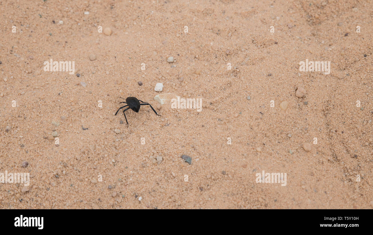 insect in the dry desert of the negev desert in israel Stock Photo - Alamy