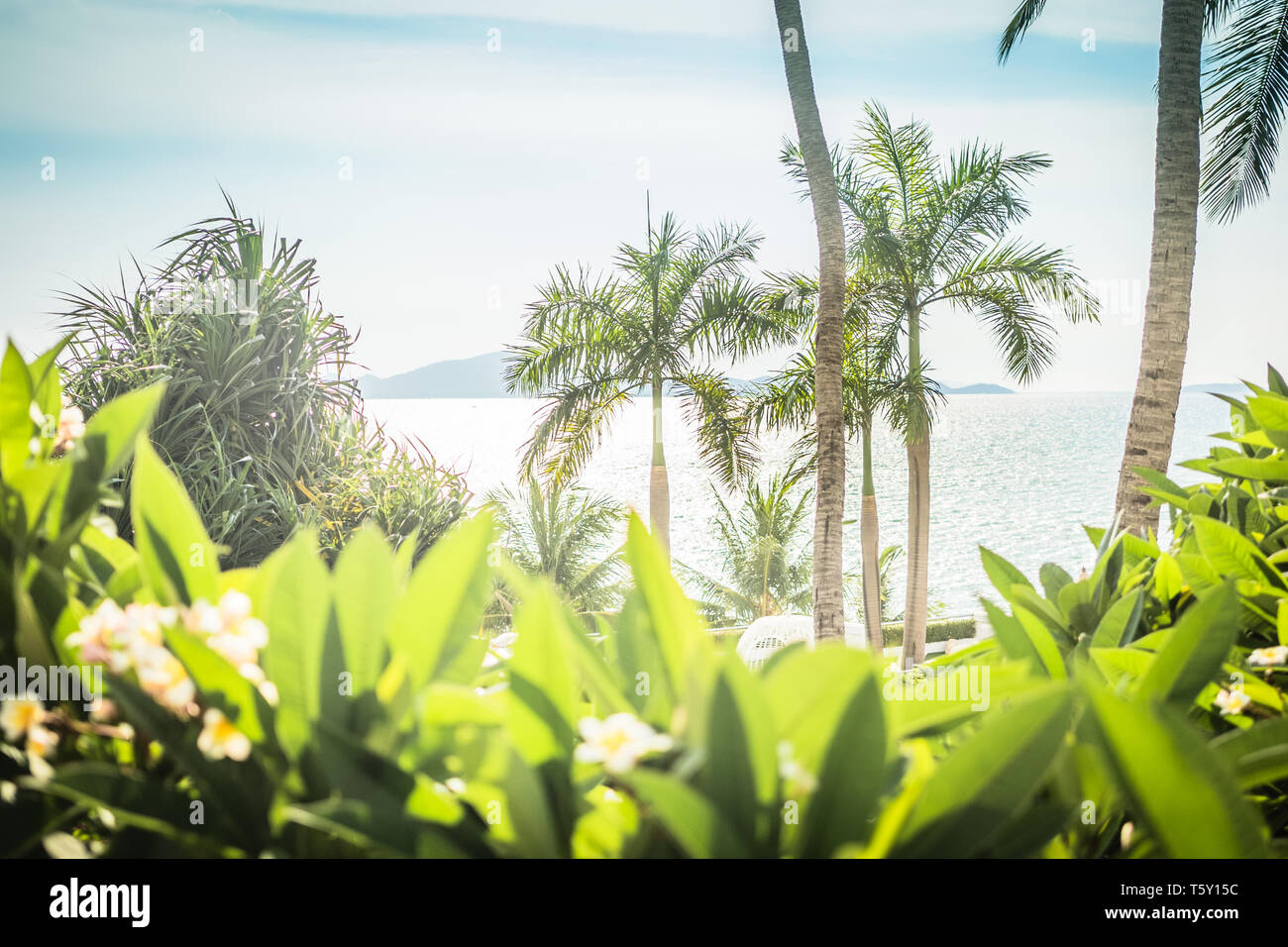 Palm Tree. Beautiful thickets of trees and bushes on the beach Stock ...