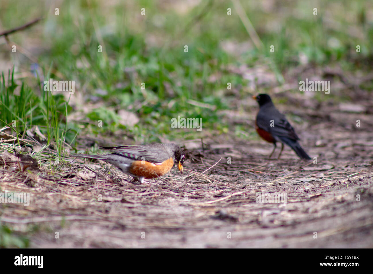 Two American Robins in Field of Wildflowers Stock Photo - Alamy
