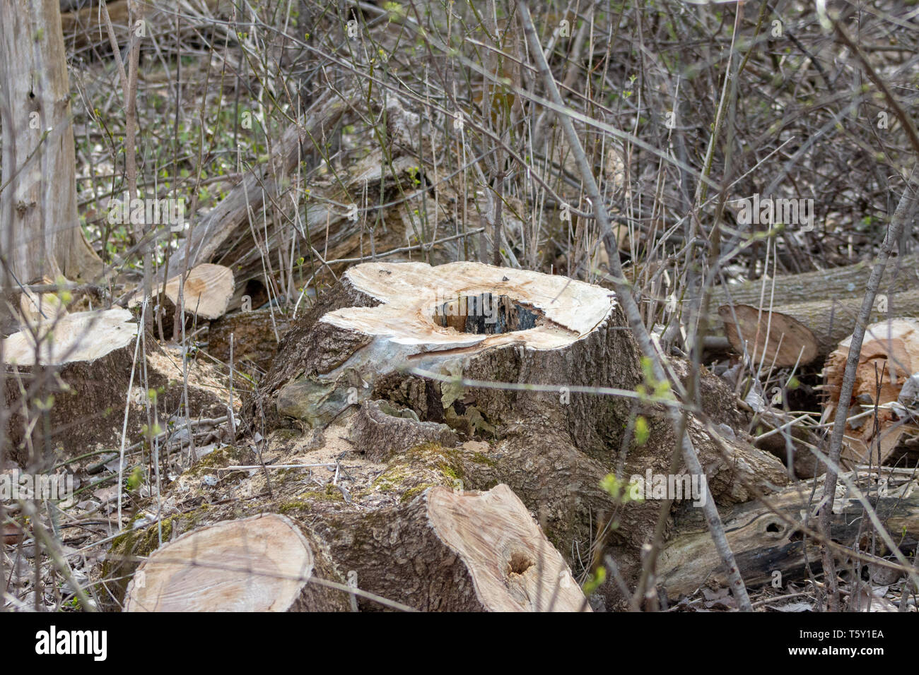Trees being chopped down hi-res stock photography and images - Alamy