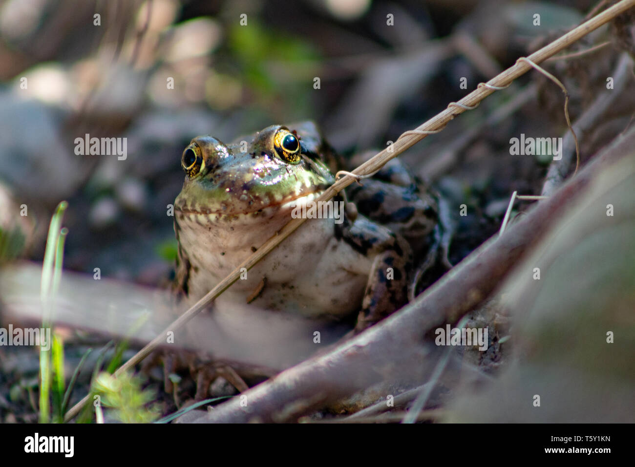 Northern Leopard Frog Lithobates pipiens in a pond Qu bec Stock Photo ...