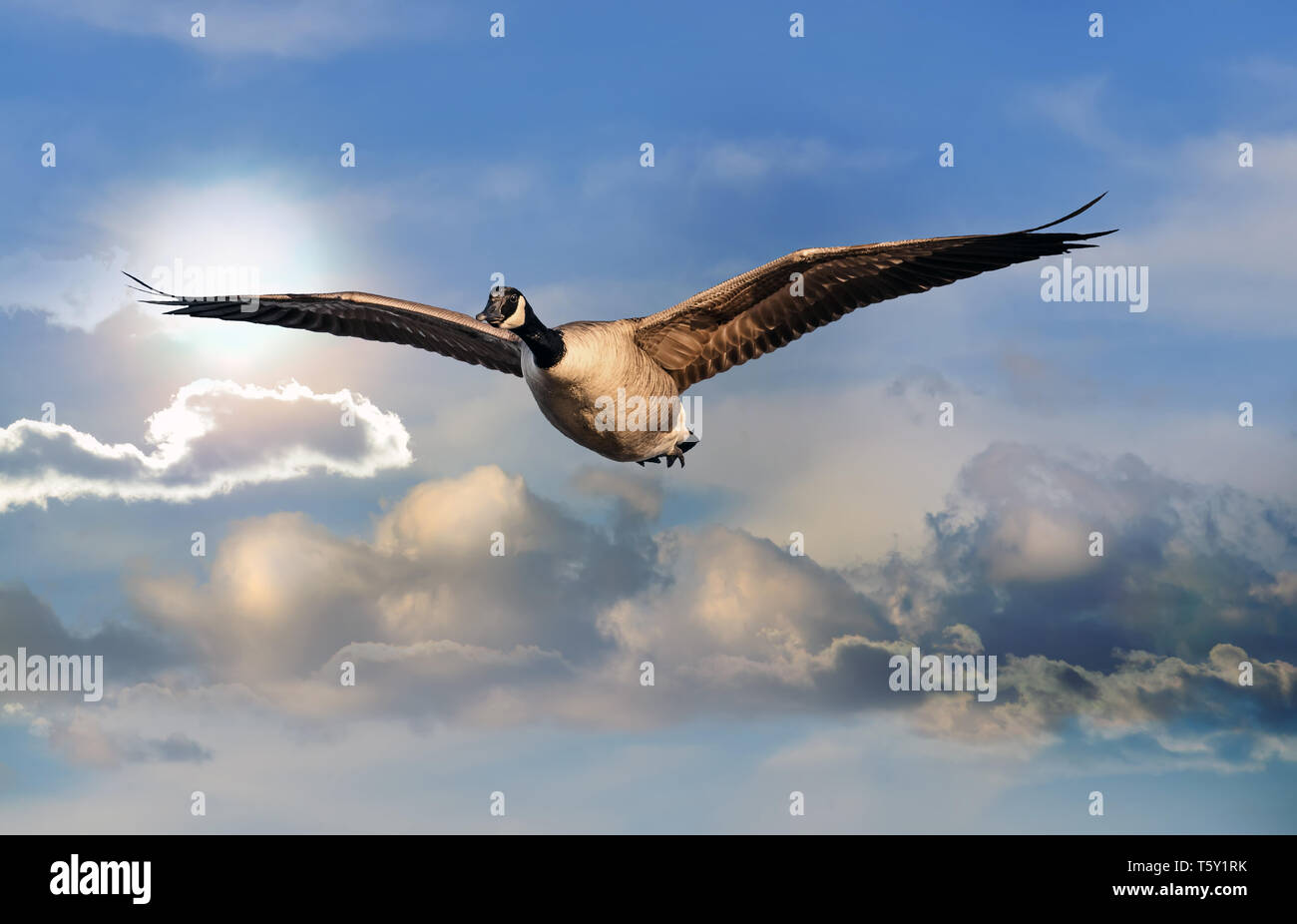 Canadian Goose flying high in the clouds with the sun over it's wing ...