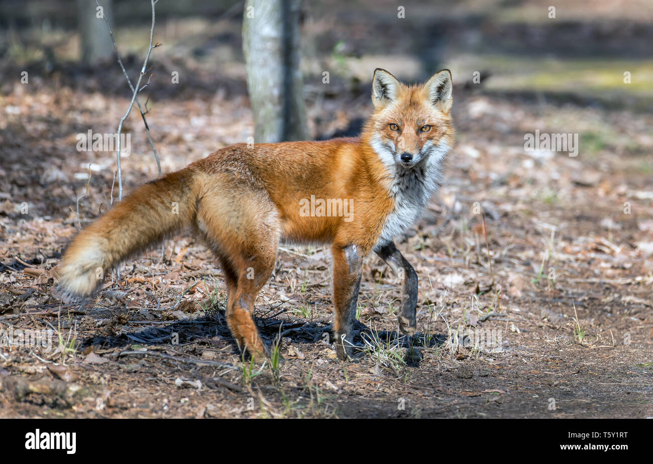 Red fox animal in the forest hi-res stock photography and images - Alamy
