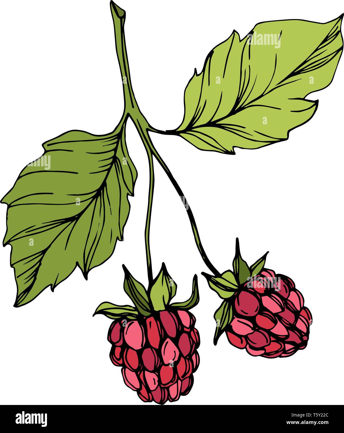 Vector Raspberry healthy food isolated. Red and green engraved ink art ...