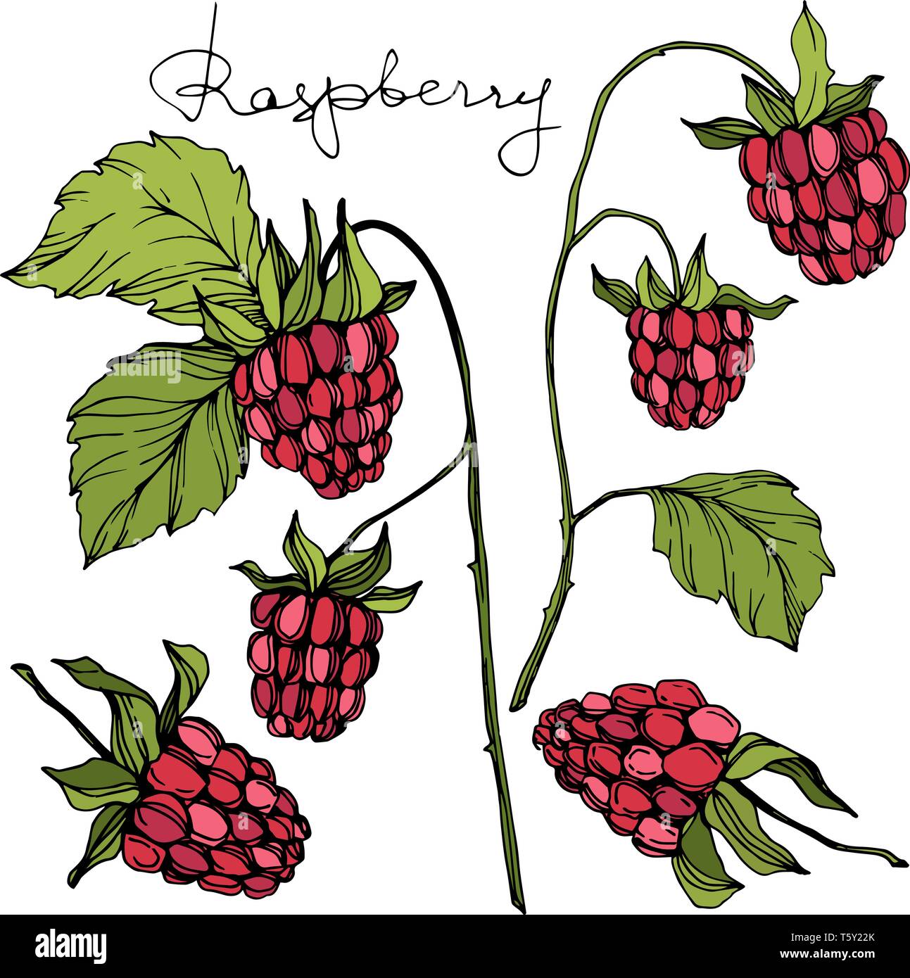 Vector Raspberry healthy food isolated. Red and green engraved ink art ...