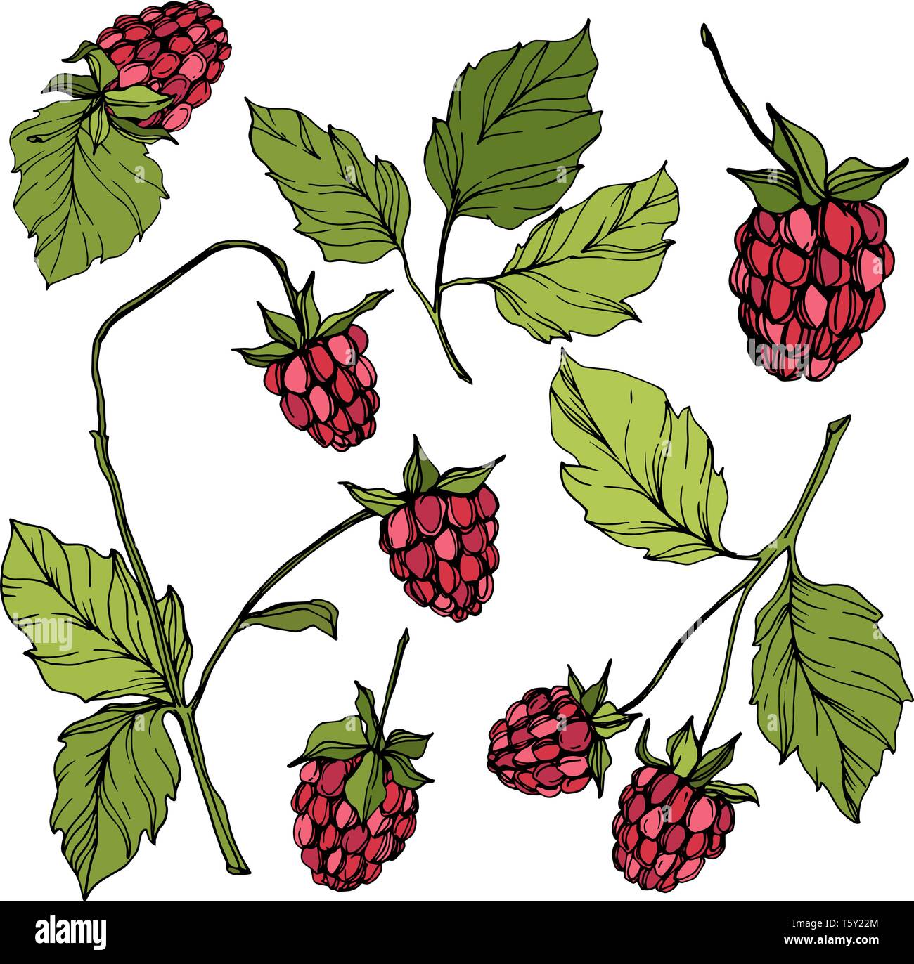 Vector Raspberry healthy food isolated. Red and green engraved ink art ...