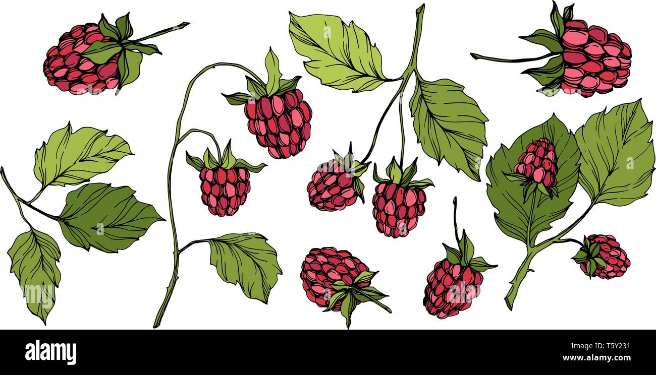 Vector Raspberry healthy food isolated. Red and green engraved ink art ...