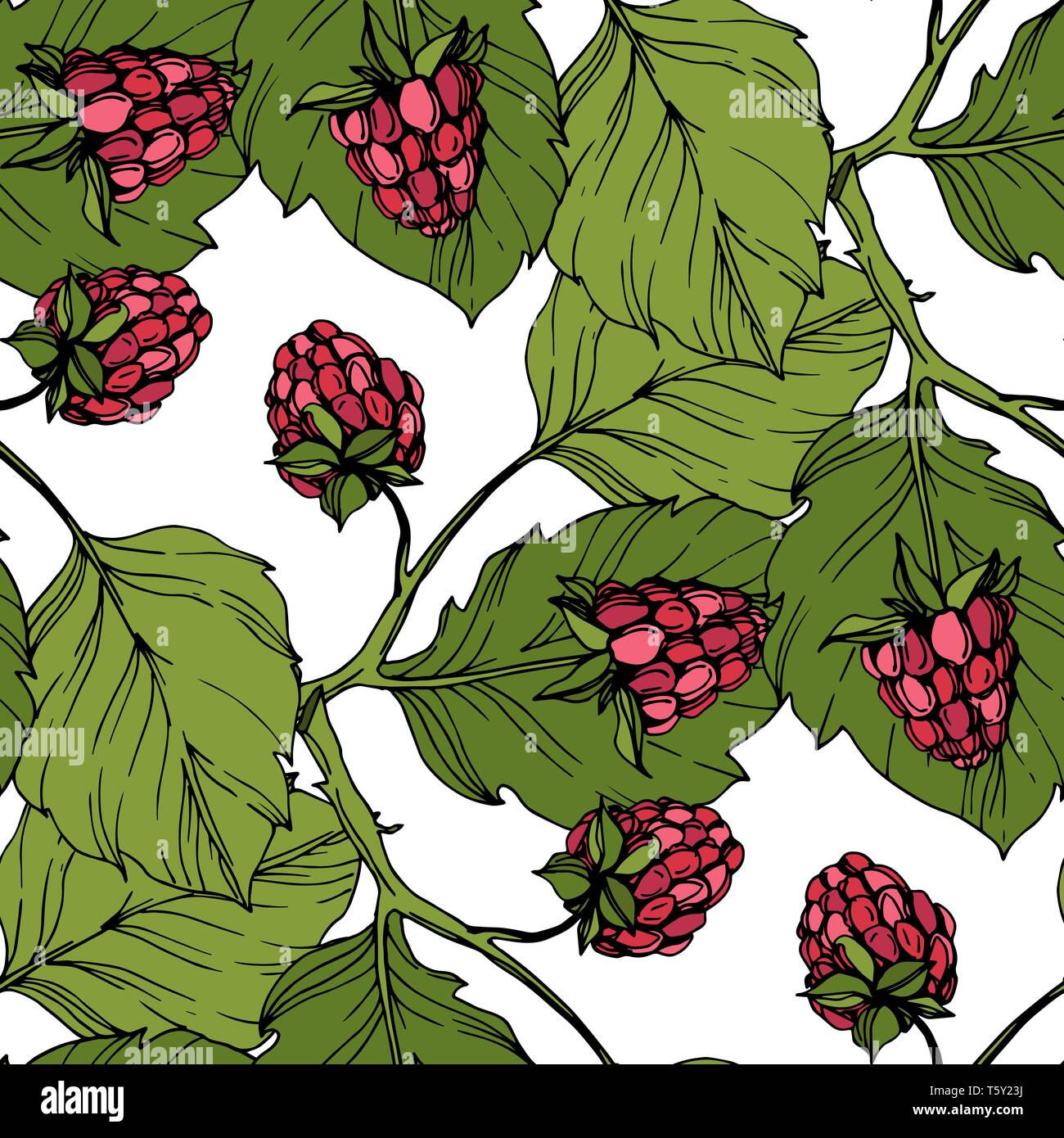 Vector Raspberry healthy food isolated. Red and green engraved ink art ...