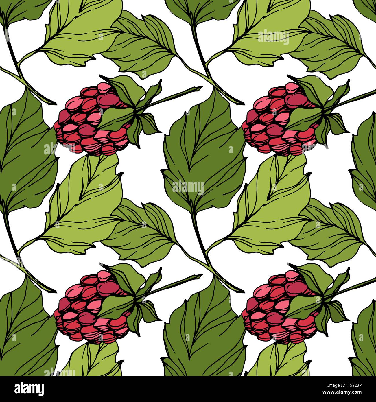 Vector Raspberry healthy food isolated. Red and green engraved ink art ...