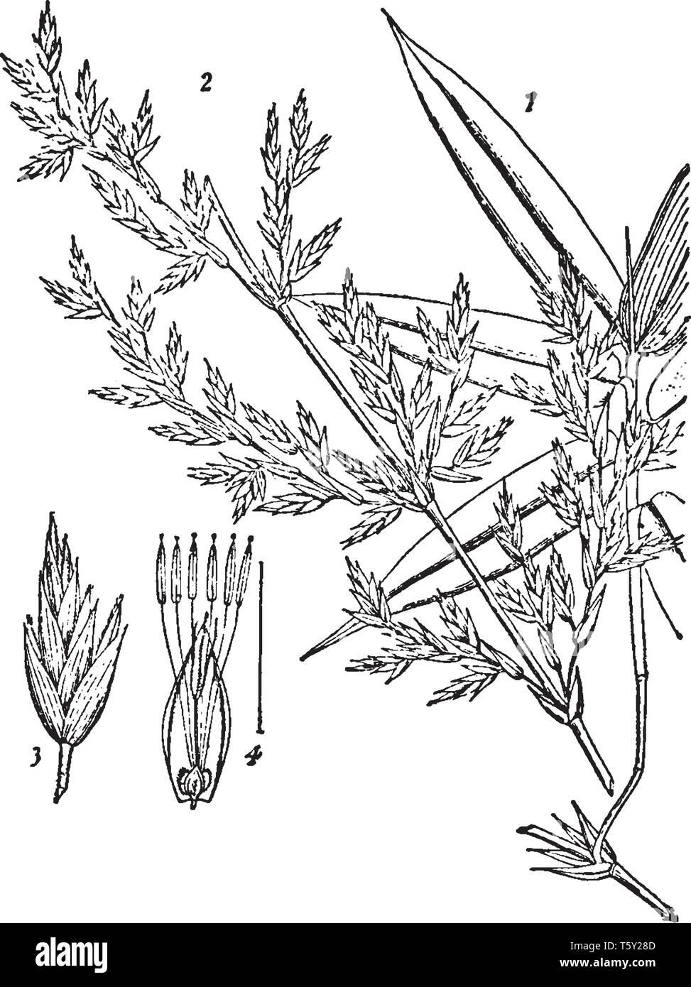 Inflorescence Spikelet