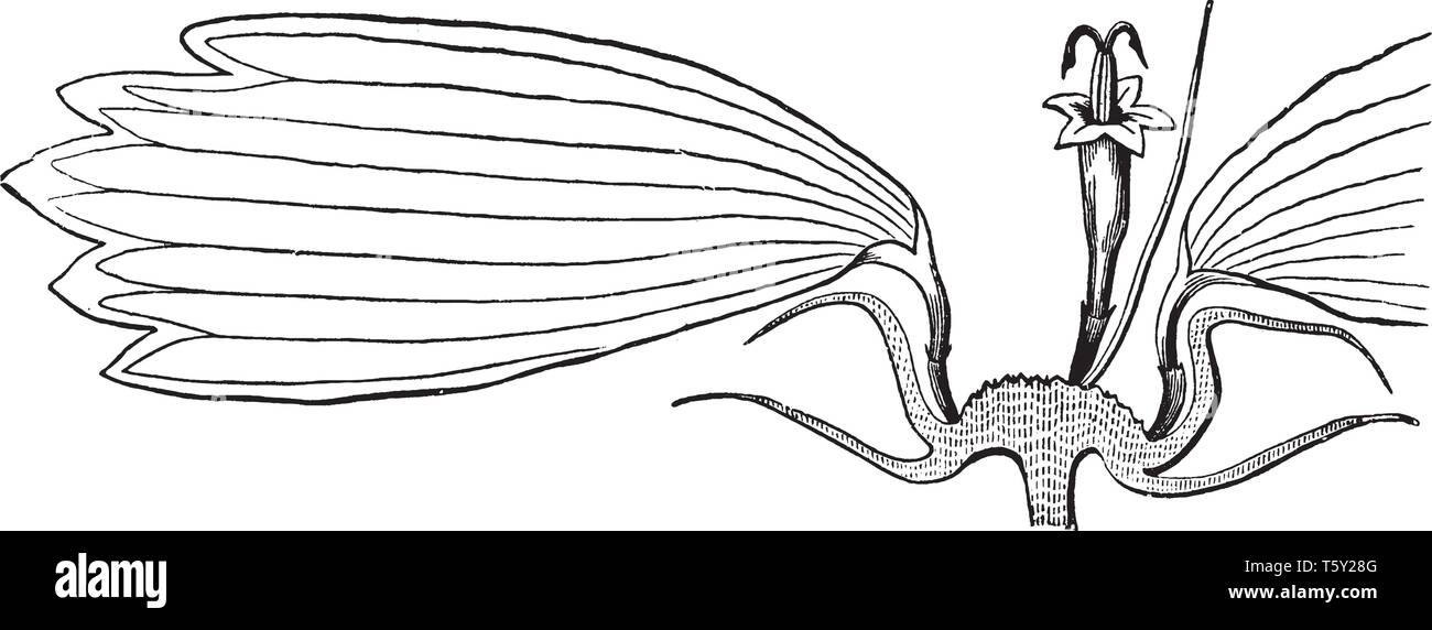 A picture is showing the five syngenesis stamens of a Coreopsis ...