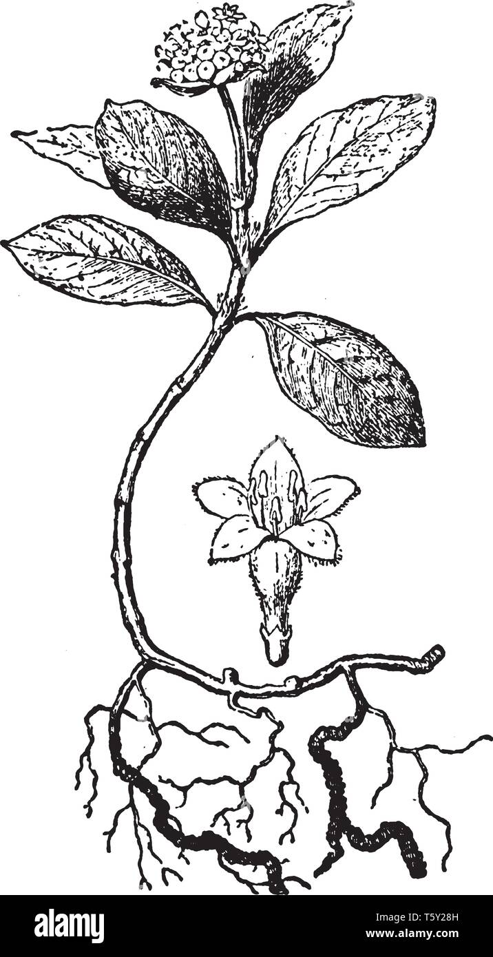 Madder plants Stock Vector Images - Alamy