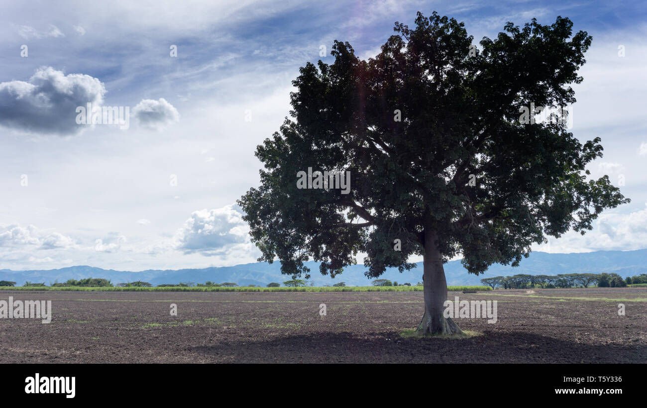 A leafy tree in the middle of the uncultivated land Stock Photo - Alamy