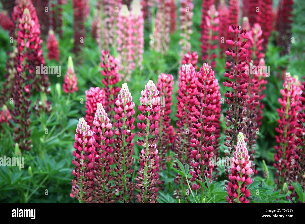 Purple flowers lupinus close hi-res stock photography and images - Alamy
