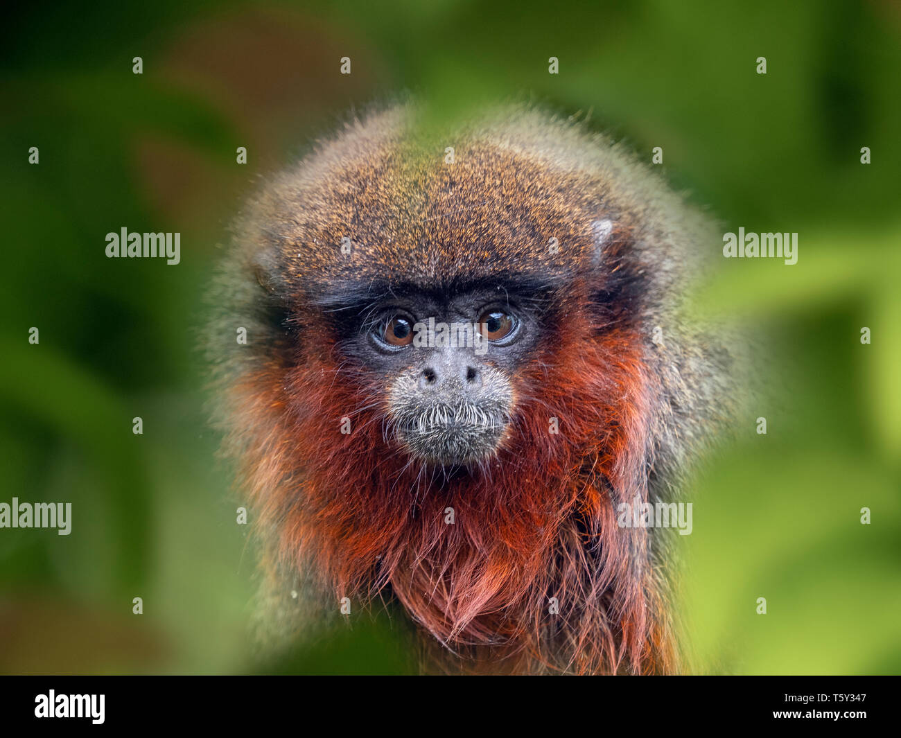 Coppery titi monkey Callicebus cupreus Stock Photo - Alamy