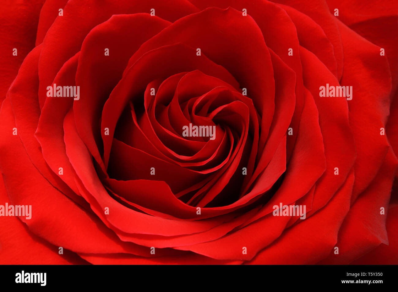beautiful red rose background Stock Photo - Alamy