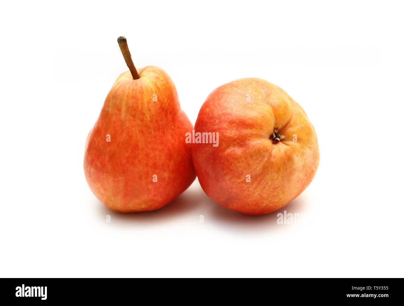 Two red pears isolated on white background Stock Photo - Alamy