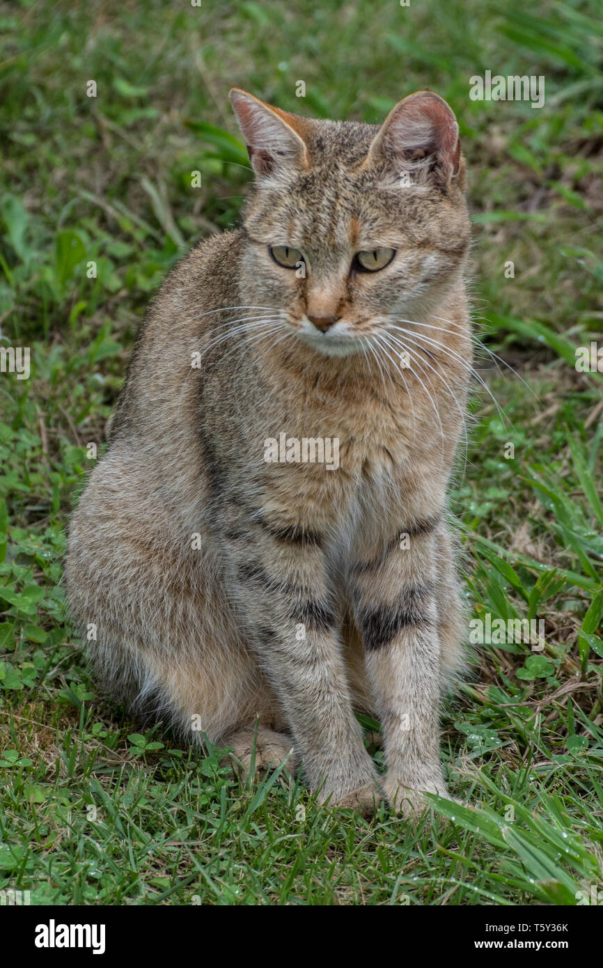 African wildcat (Felis lybica), Tenikwa Wildlife Rehabilitation Centre ...