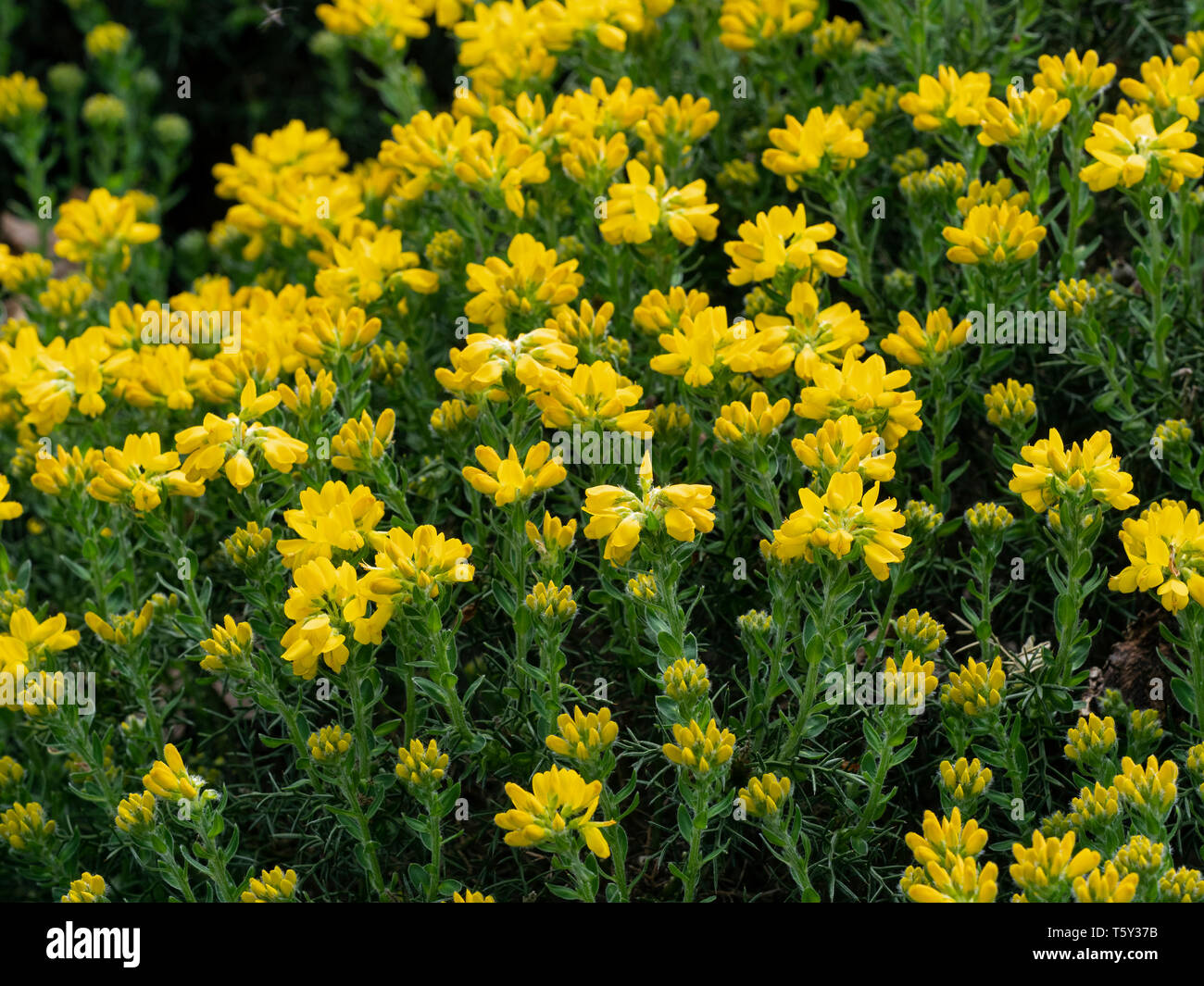 Genista hispanica Spanish gorse Norfolk garden Stock Photo - Alamy