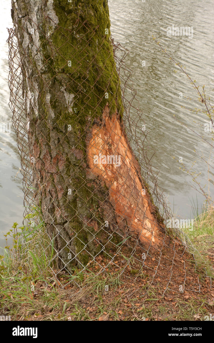 Beaver protection hi-res stock photography and images - Alamy