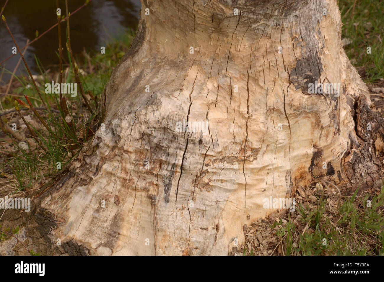 tree damaged by beaver, damaged and gnawed tree caused by beaver also ...