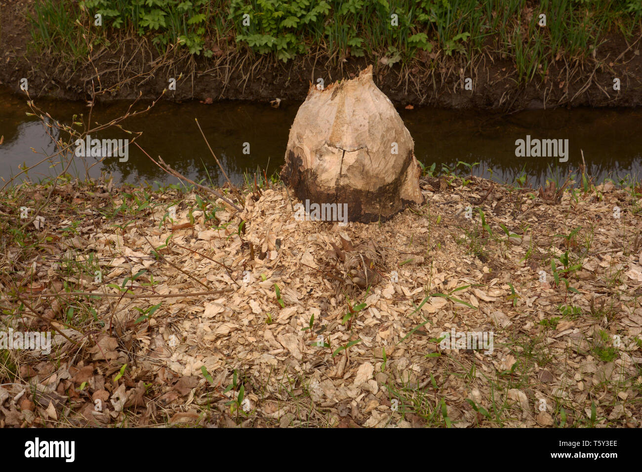 damaged and gnawed tree caused by beaver also called castoridae in ...