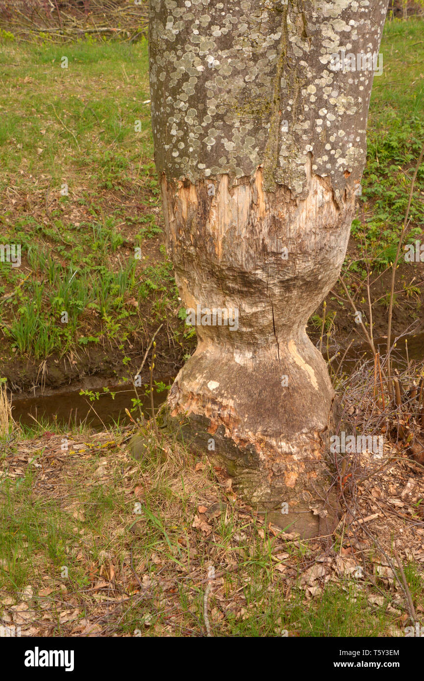 badly damaged tree due to beaver eating, damaged and gnawed tree caused ...