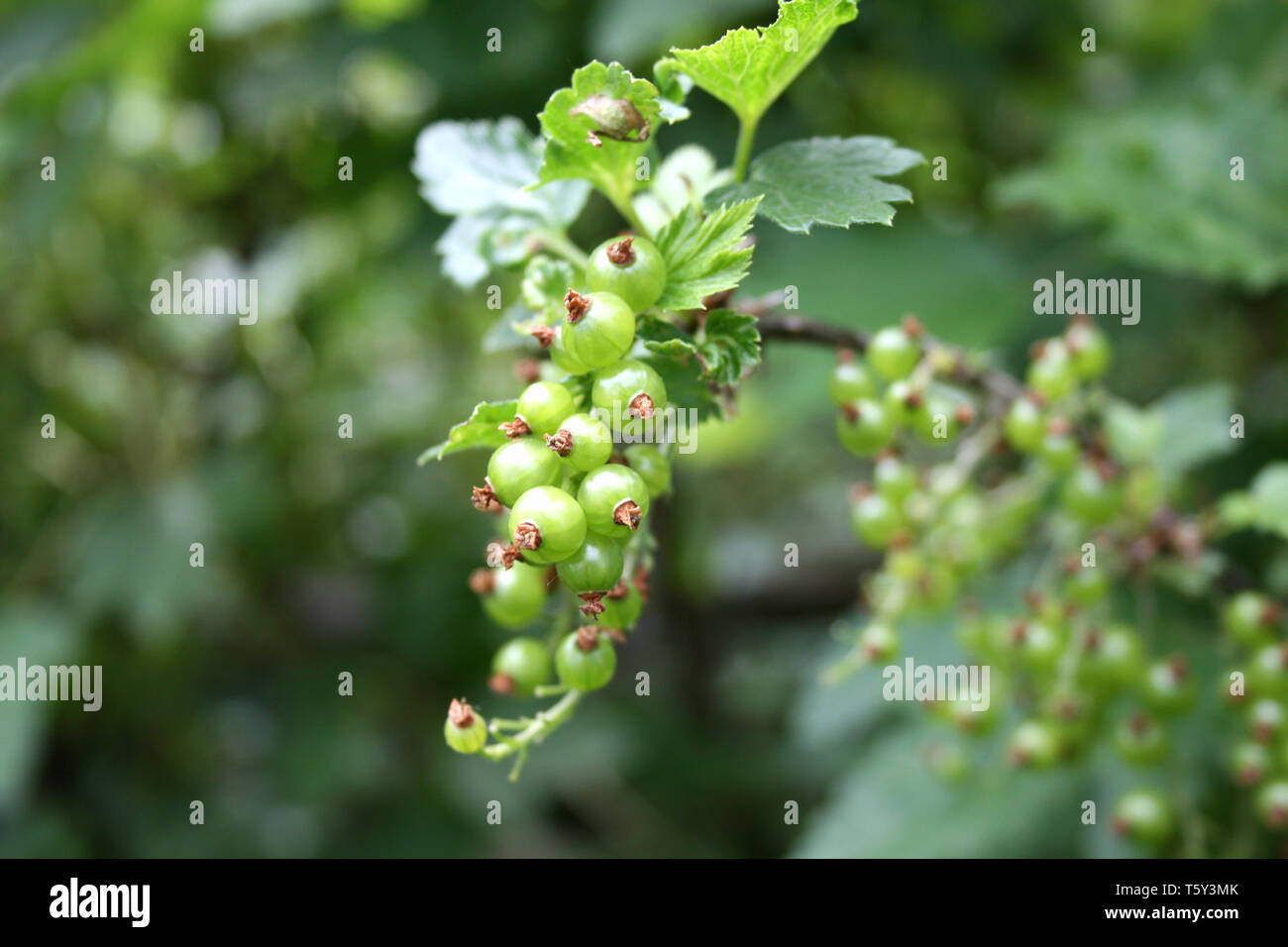 Green current hi-res stock photography and images - Alamy