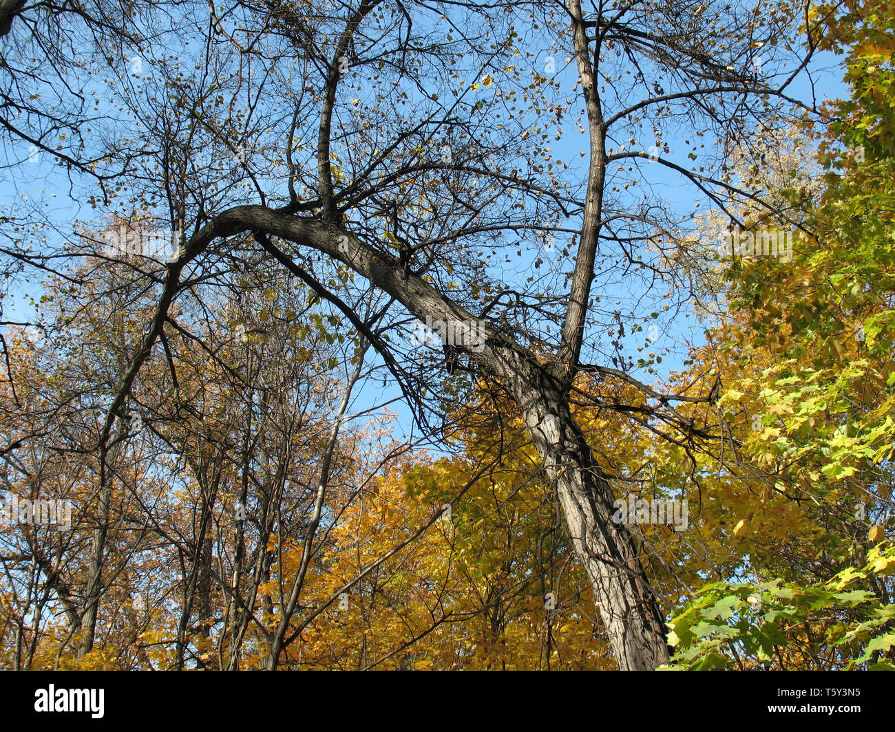 Curve tree in wild forest Stock Photo - Alamy