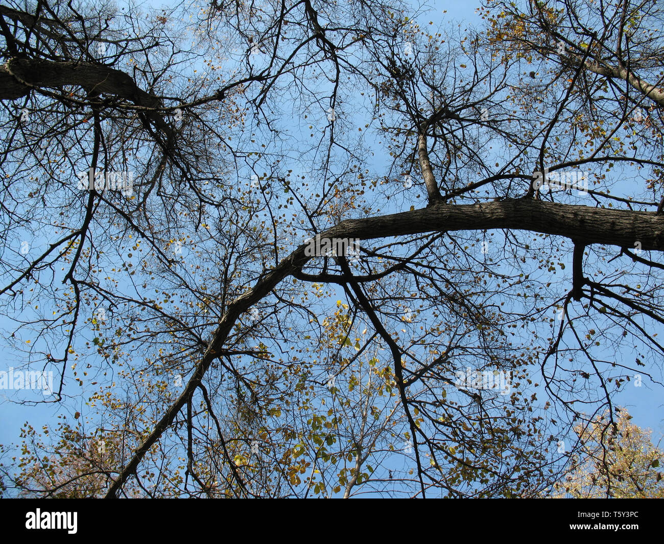 Curved trees in wild forest Stock Photo - Alamy